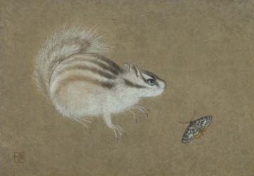 Koichi Takeuchi | Squirrel | MutualArt
