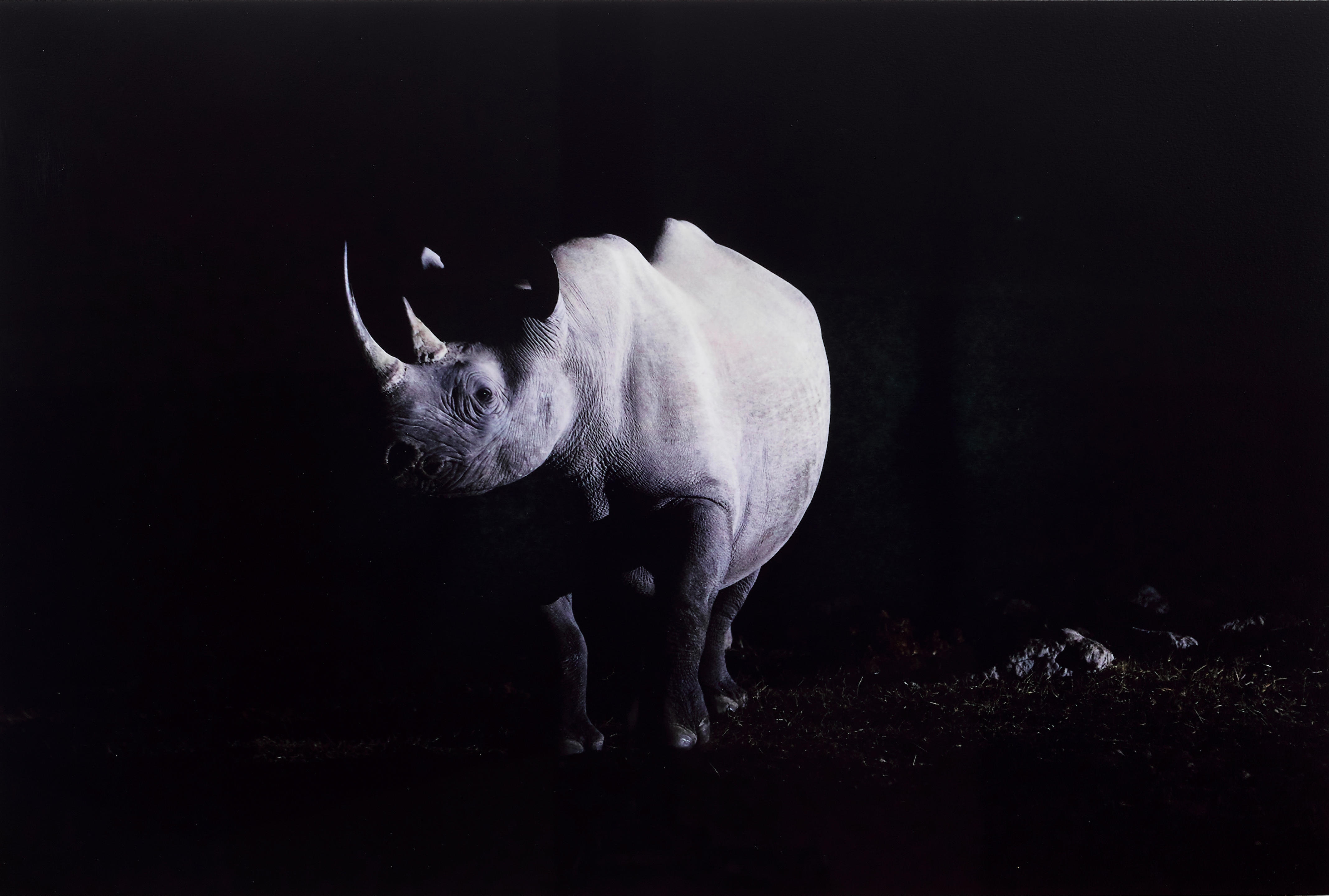 Michelle Liles | Evening Rhino in Namibia | MutualArt