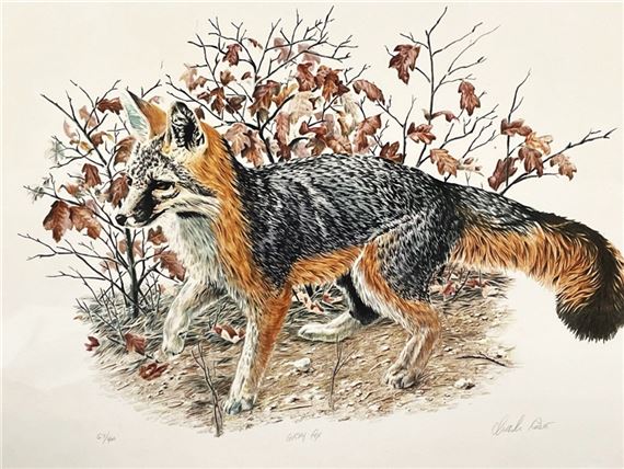 Charles Rowe | Charles Rowe Lithograph Gray Fox: Numbered 67/400 ...