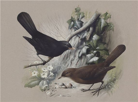 Raymond C. Watson | Male and female blackbirds | MutualArt