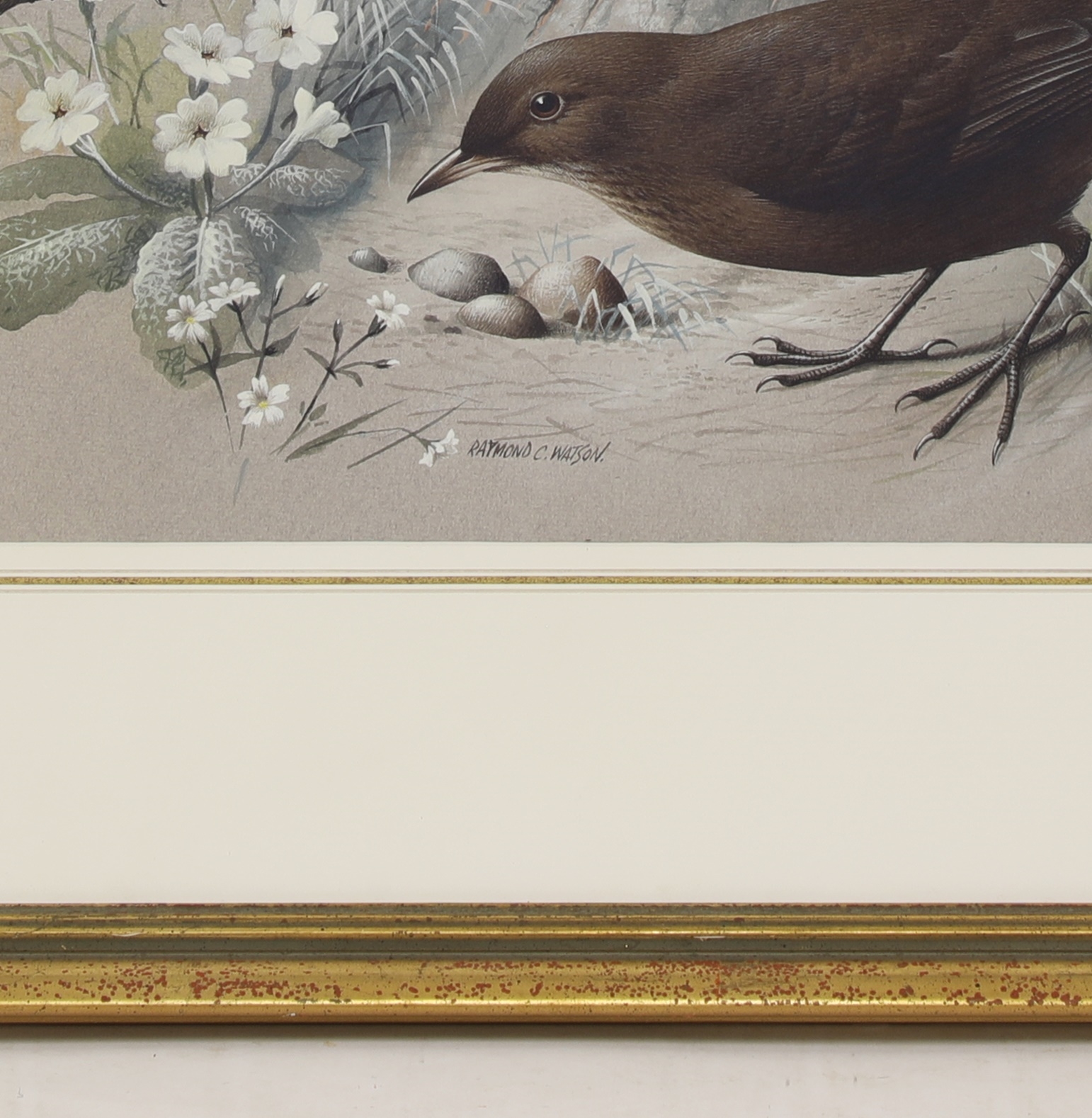 Raymond C. Watson | Male and female blackbirds | MutualArt