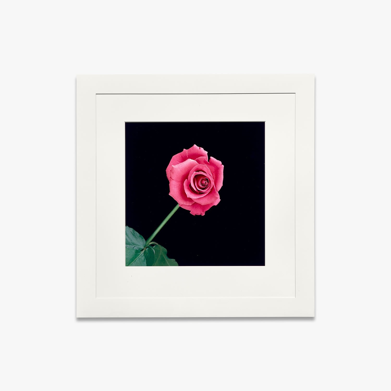 Robert Mapplethorpe | Rose (1989) | MutualArt