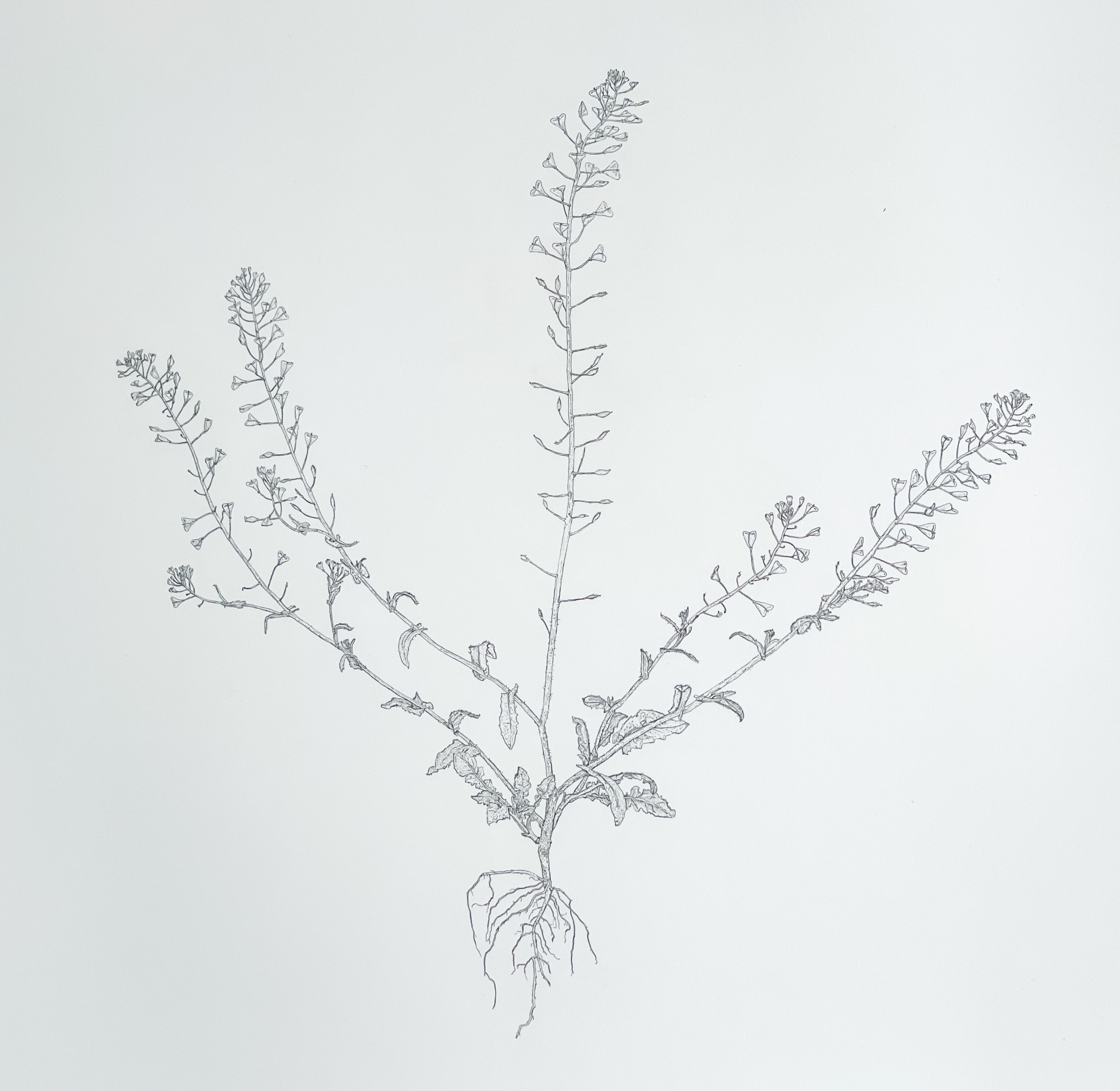 Michael Landy | Shepherd's Purse 1 | MutualArt