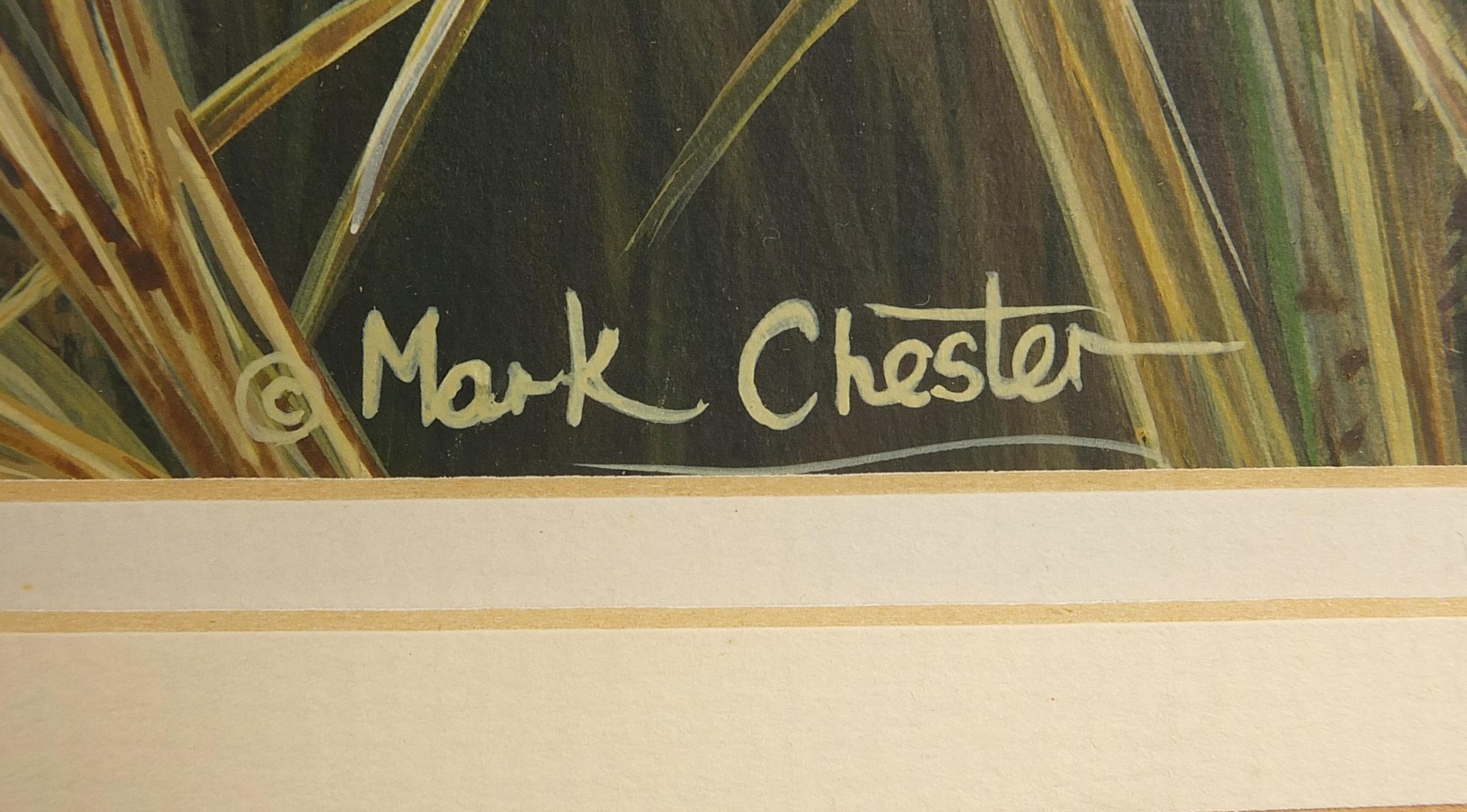 Mark Chester | Lion before two zebras | MutualArt