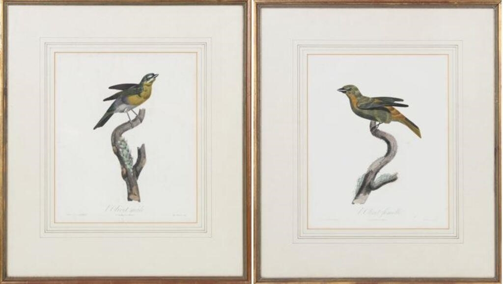 Pauline de Knip | Male and female Oriole (1802) | MutualArt