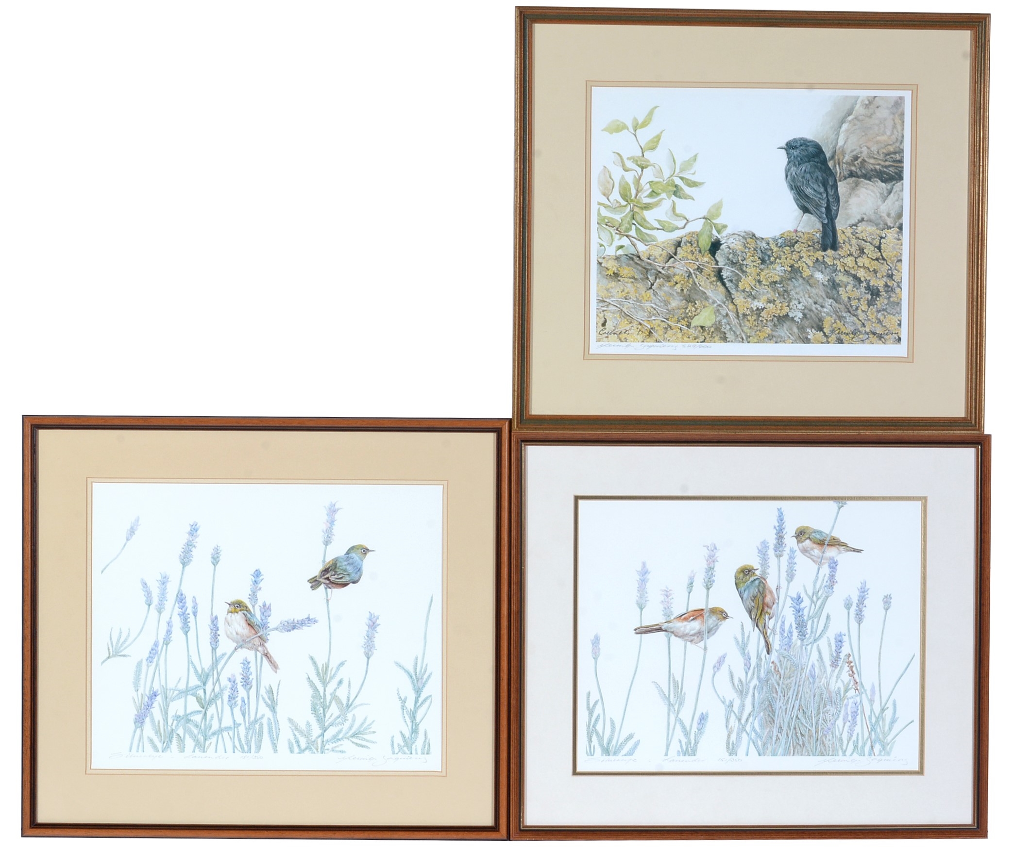 Merrilyn Jaquiery | A group of three bird studies | MutualArt