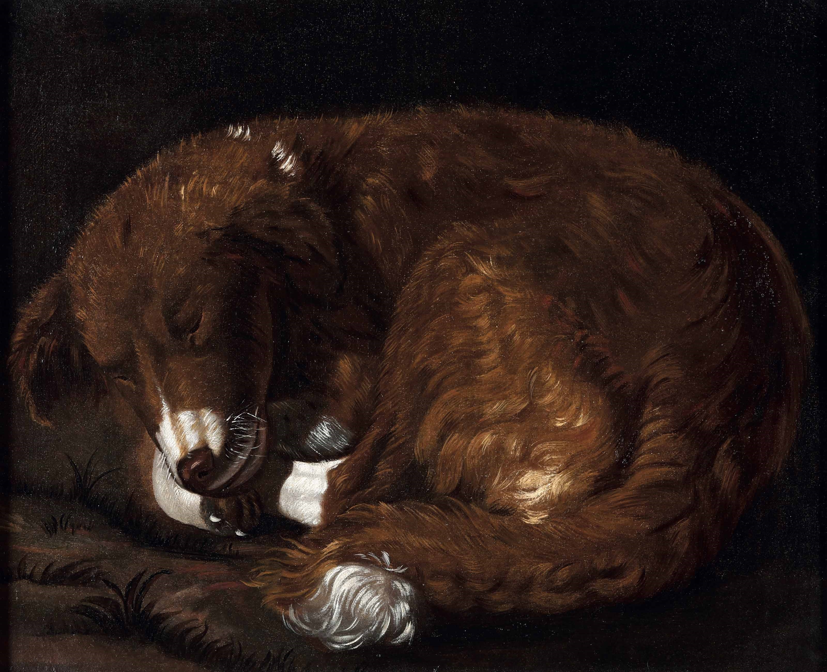 Italian School, 18th Century | Ritratto di cane dormiente | MutualArt
