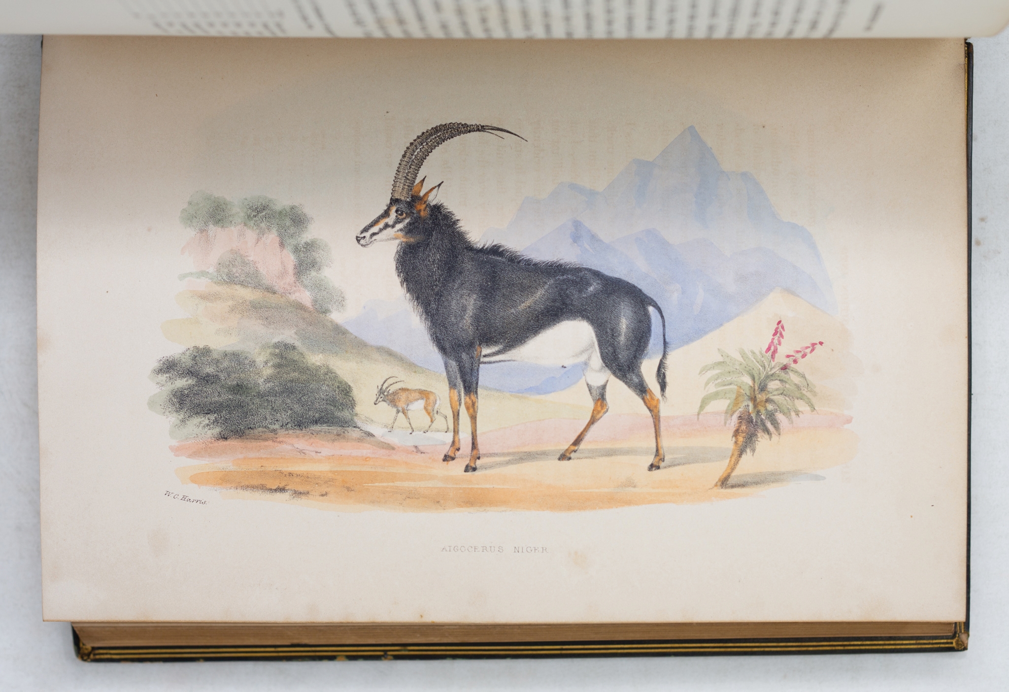 William Cornwallis Harris | The Wild Sports of Southern Africa (1841 ...