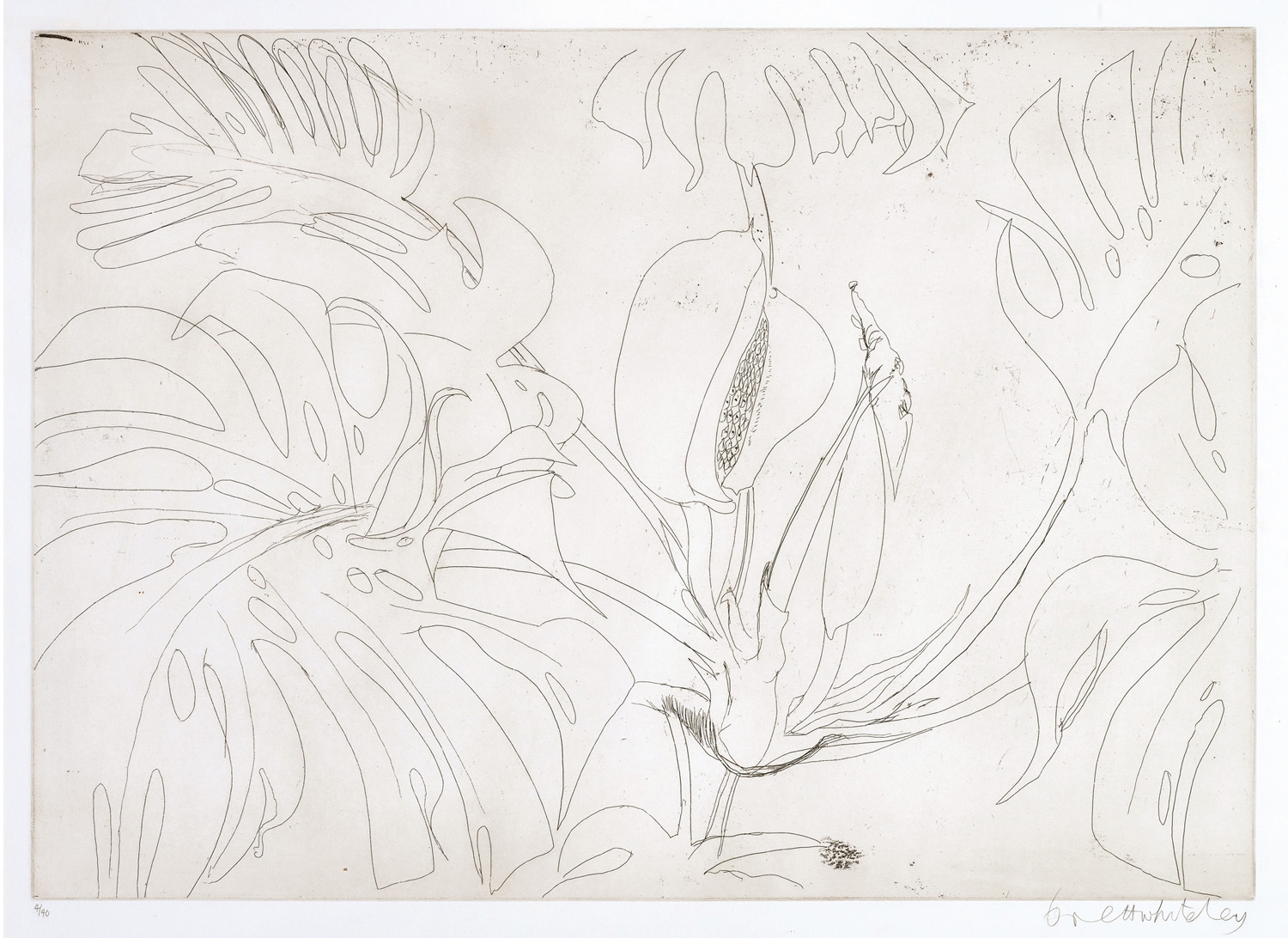 Brett Whiteley | Monstera Deliciosa (1978) | MutualArt