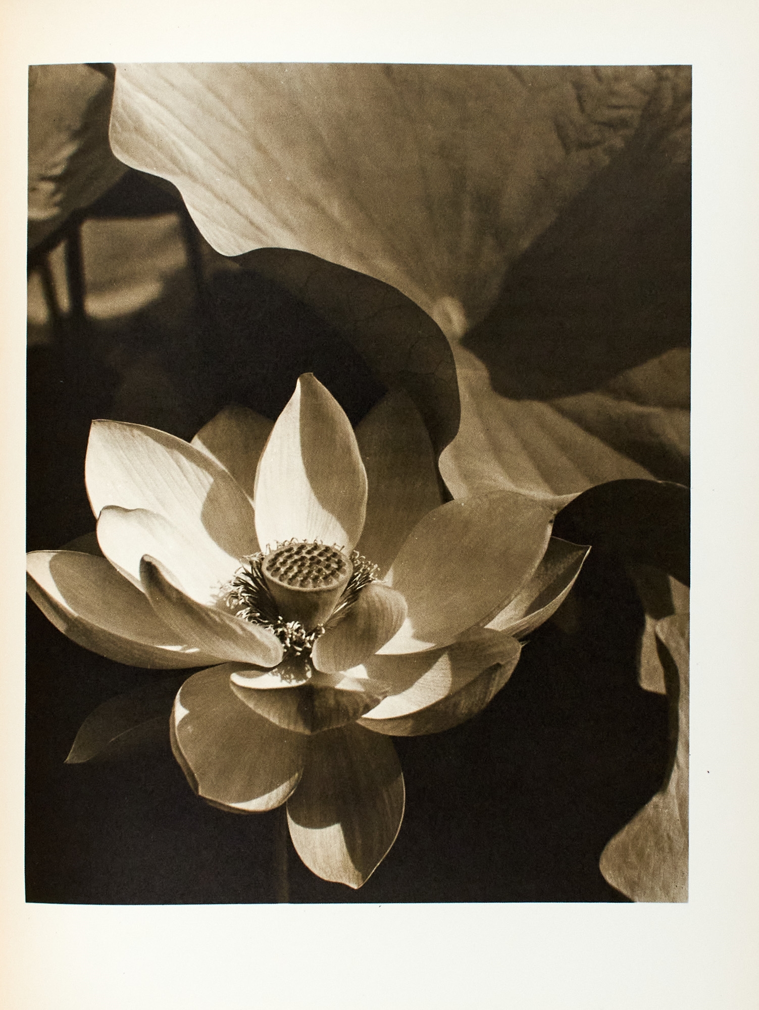 Carl Sandburg | Steichen The Photographer (1929) | MutualArt