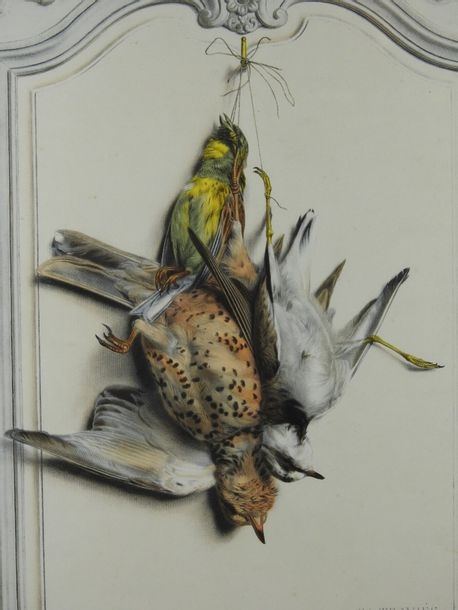 Édouard Traviès | The drake thrush, the wiener bunting & the collared ...