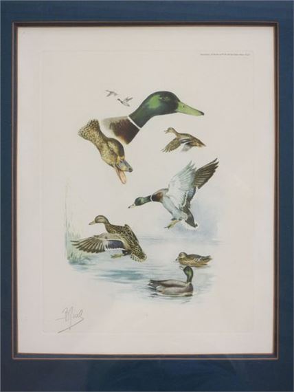 Boris Riab | Study of mallard | MutualArt