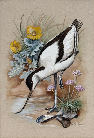 Margaret Sherborne | 'Avocet with horned poppy and thrift' 'Oyster ...