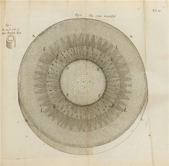 Nehemiah Grew | The Anatomy of Plants (1682) | MutualArt