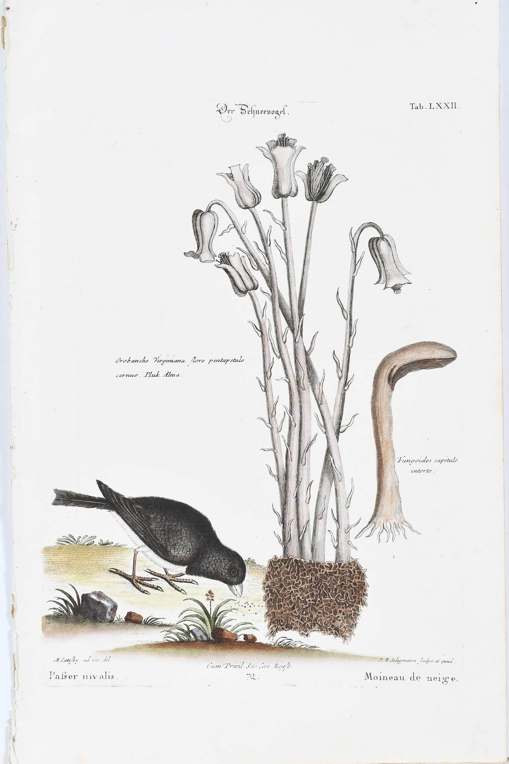 Mark Catesby | Six Engravings After Mark Catesby, Birds | MutualArt