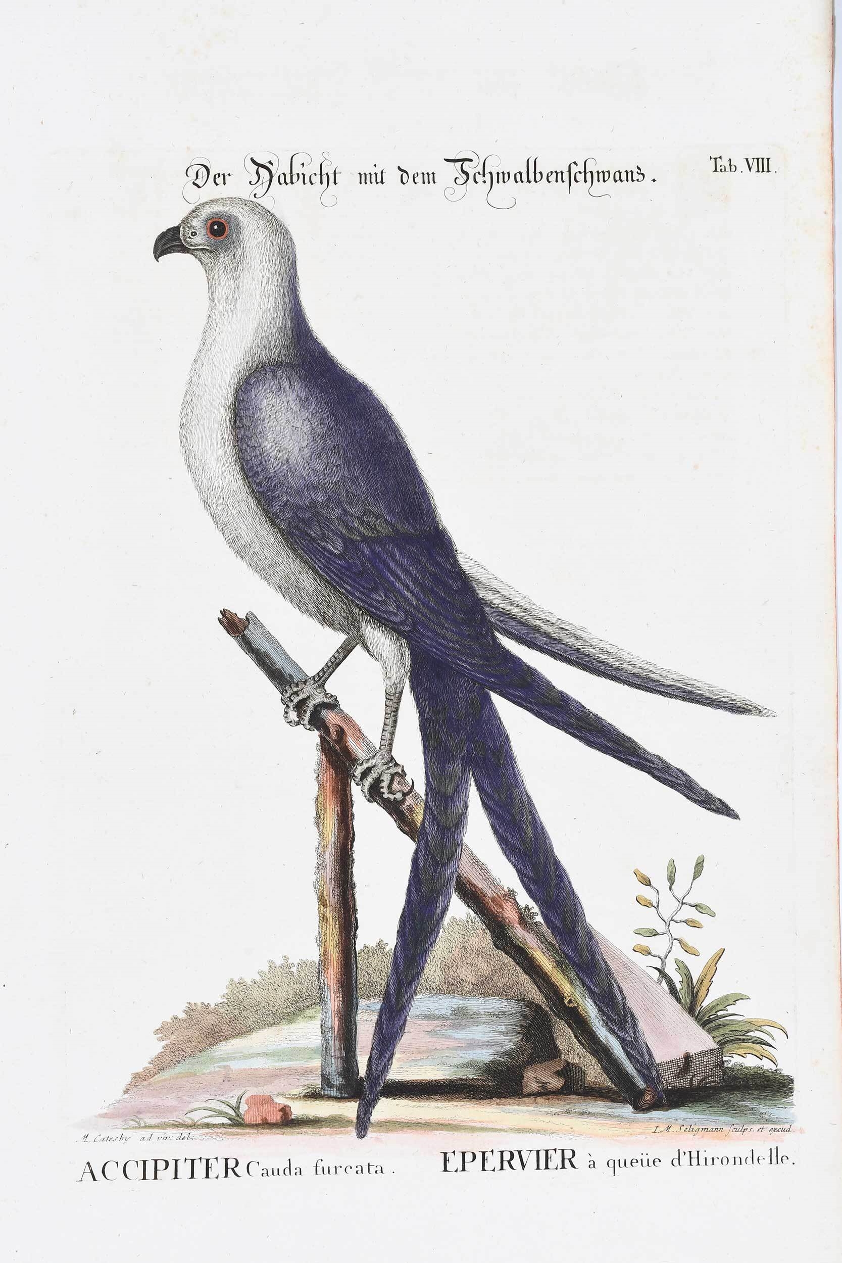 Mark Catesby | Six Engravings After Mark Catesby, Birds | MutualArt