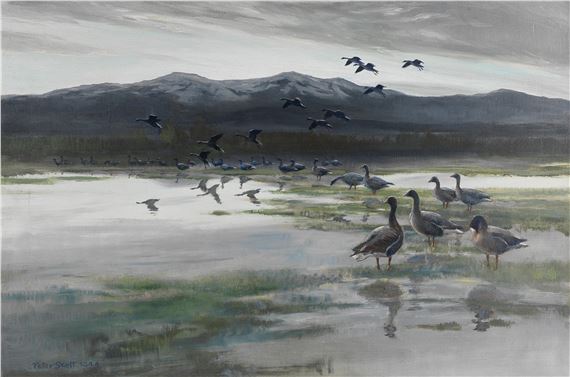 Peter Markham Scott | Mallard flighting over Leighton Moss Marsh ...