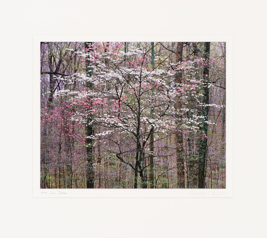 Christopher Burkett | Pink and White Dogwoods | MutualArt