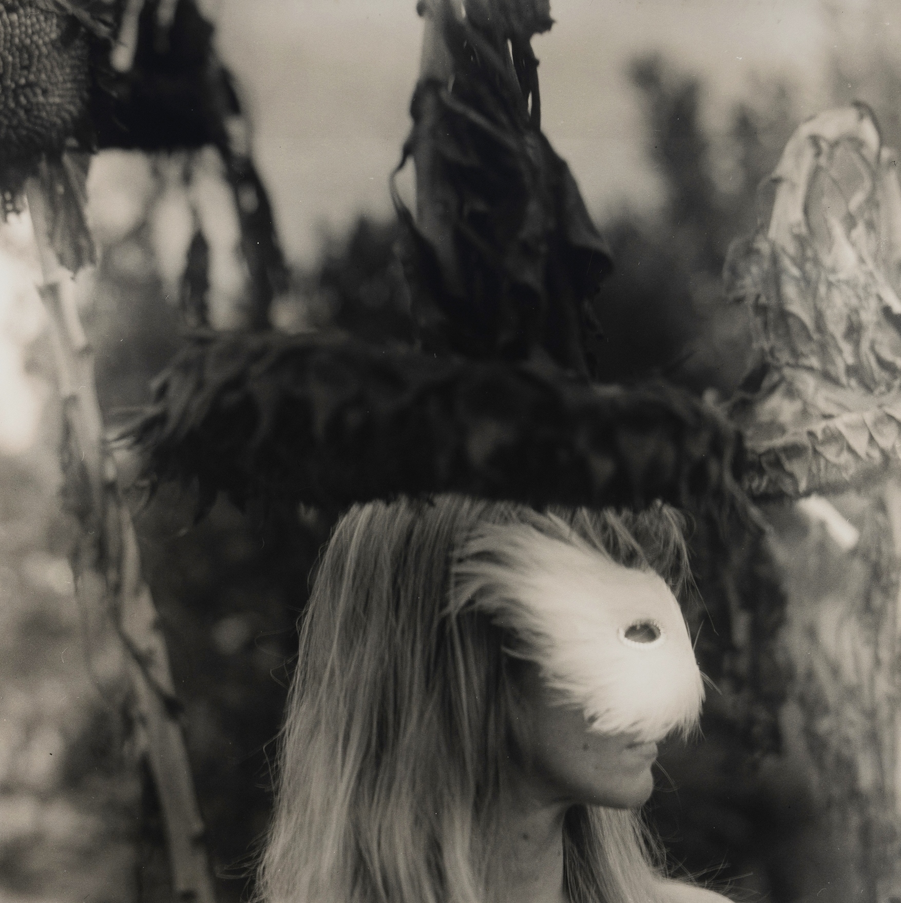 John Lethbridge | Sunflower (1995) | MutualArt