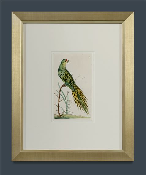 Frederick P. Nodder | The Ground Parrot (1795) | MutualArt