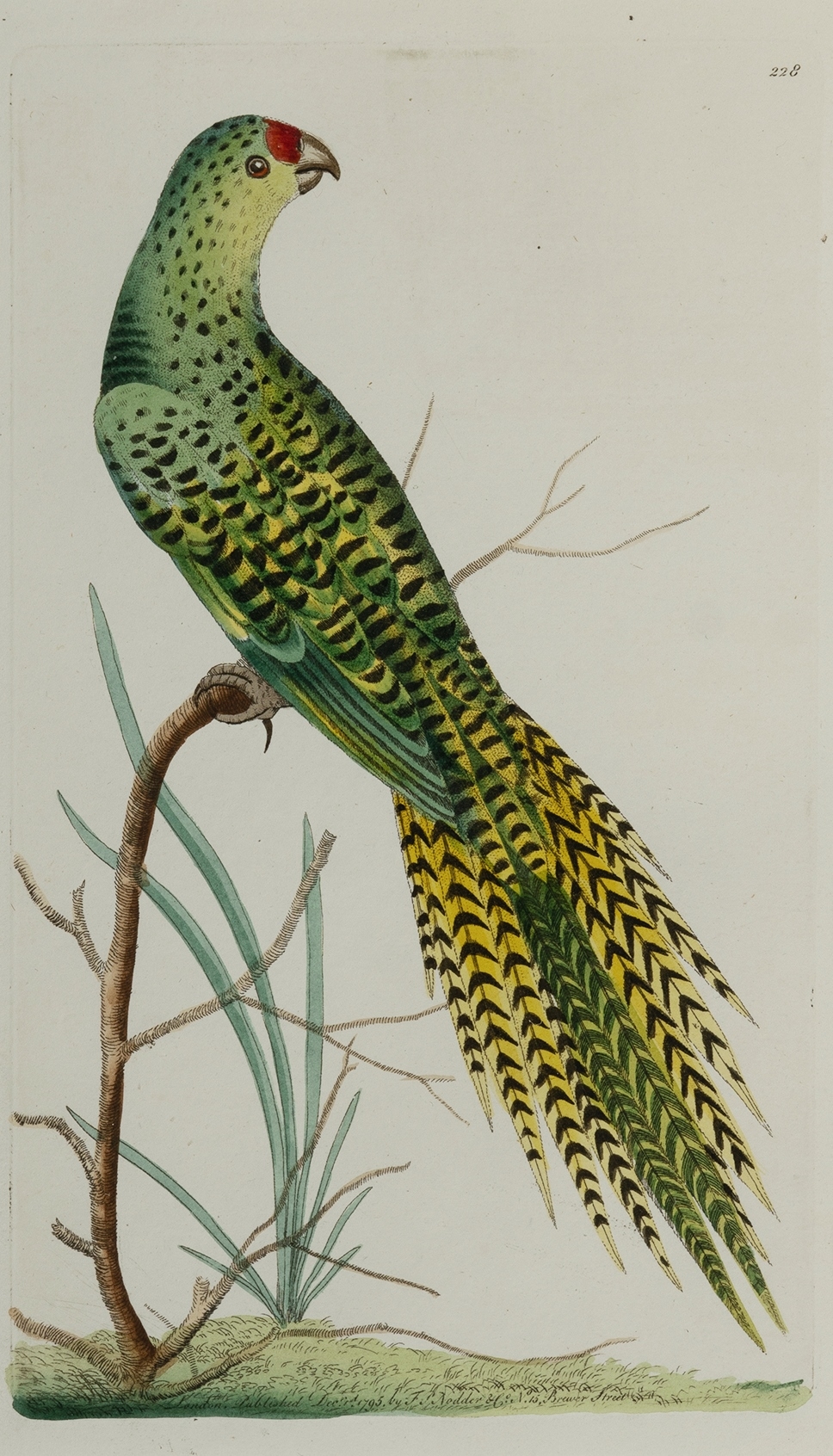 Frederick Polydore Nodder | The Ground Parrot (1795) | MutualArt