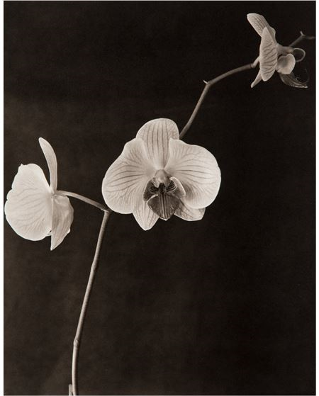 Bruce Rae | Untitled (Plant #7) | MutualArt