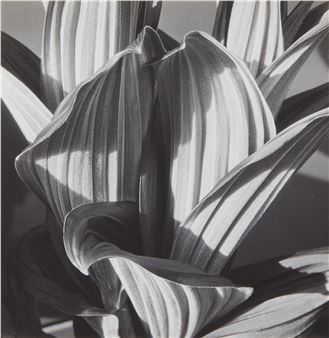 Imogen Cunningham | Triangles (1928) | MutualArt
