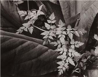 Imogen Cunningham | Triangles (1928) | MutualArt
