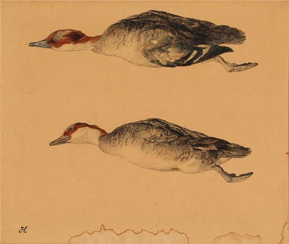 Johannes Larsen | Studies of a smew | MutualArt