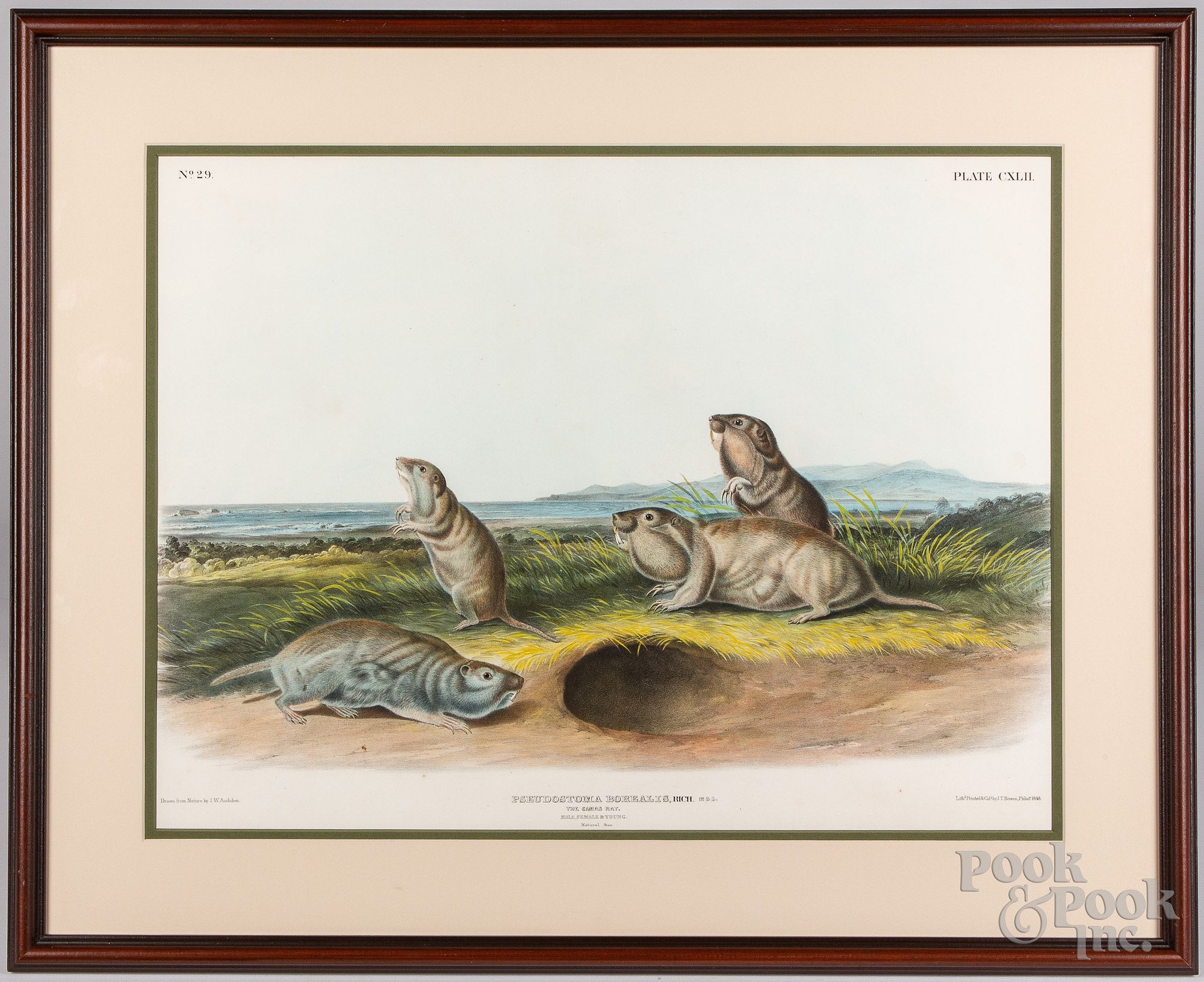 John James Audubon | Pseudostoma Borealis, The Camas Rat | MutualArt