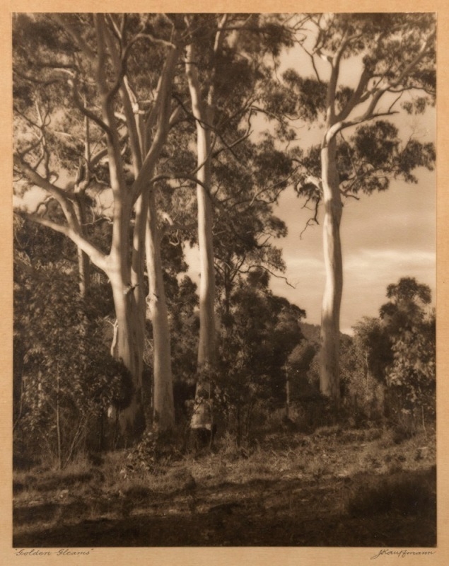 John Kauffmann | Untitled (Trees on the Coast) | MutualArt