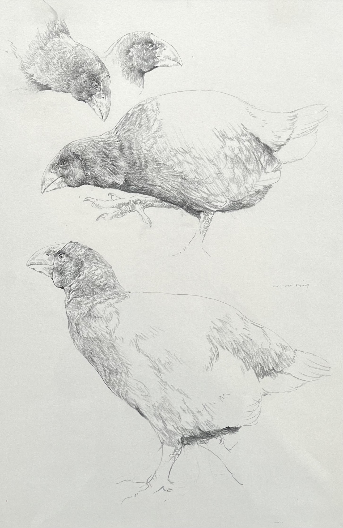 Raymond Harris Ching | The Rifleman Bird | MutualArt