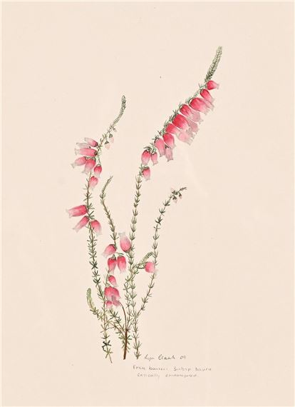 Lyn Clark | 3 Artworks at Auction | MutualArt