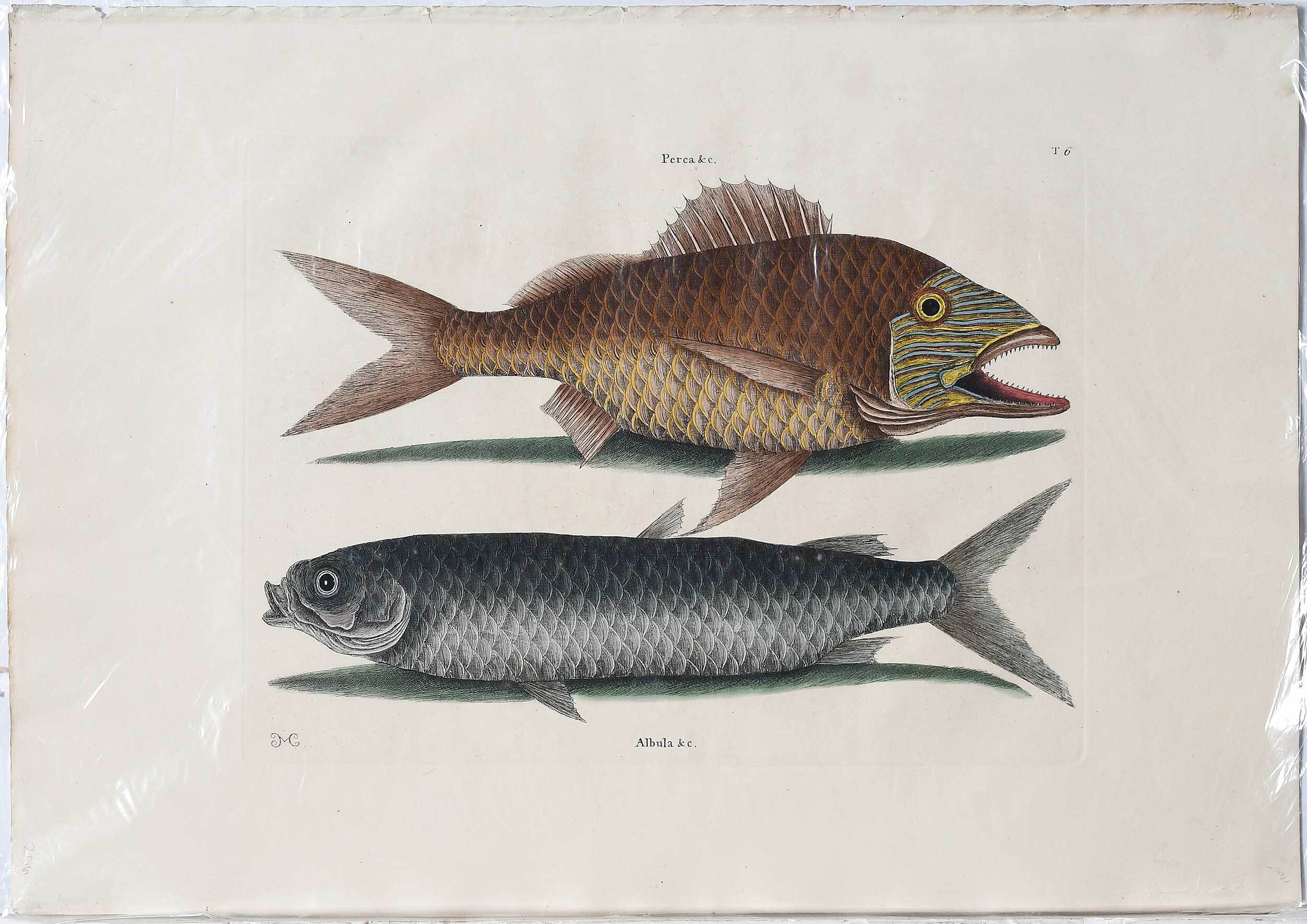 Mark Catesby | EIGHT MARK CATESBY FISH ENGRAVINGS (1812) | MutualArt