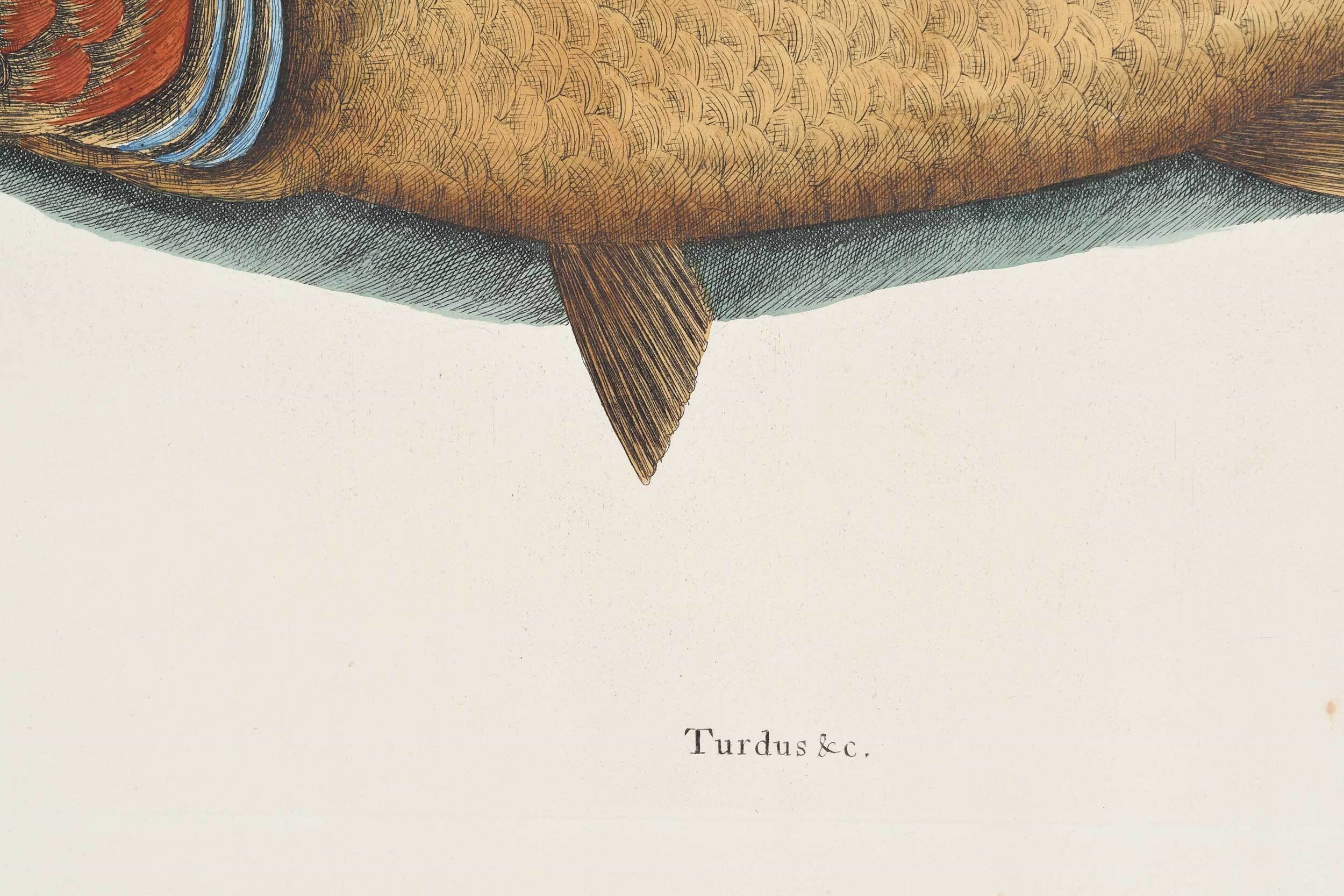 Mark Catesby | EIGHT MARK CATESBY FISH ENGRAVINGS (1812) | MutualArt