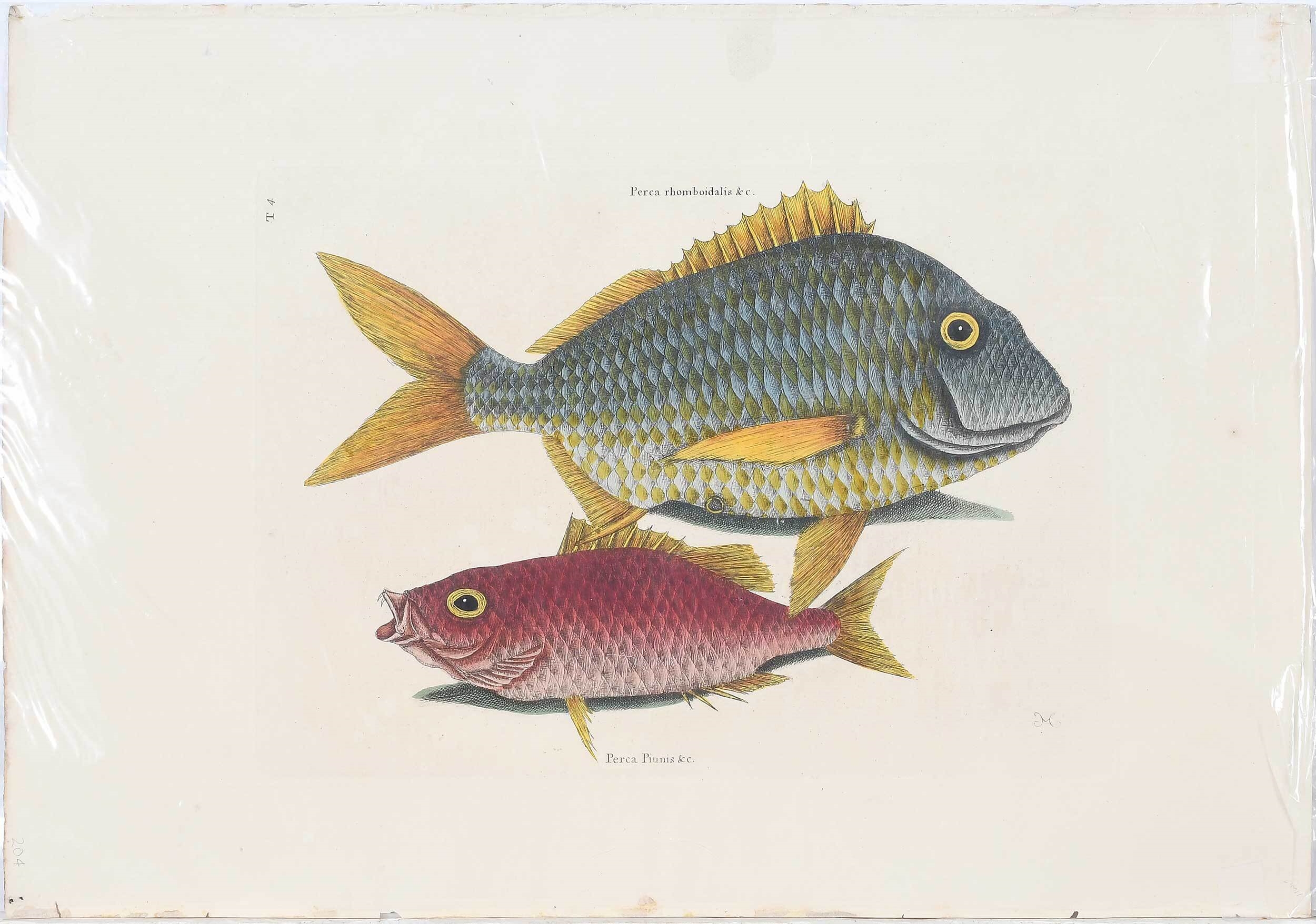 Mark Catesby | EIGHT MARK CATESBY FISH ENGRAVINGS (1812) | MutualArt