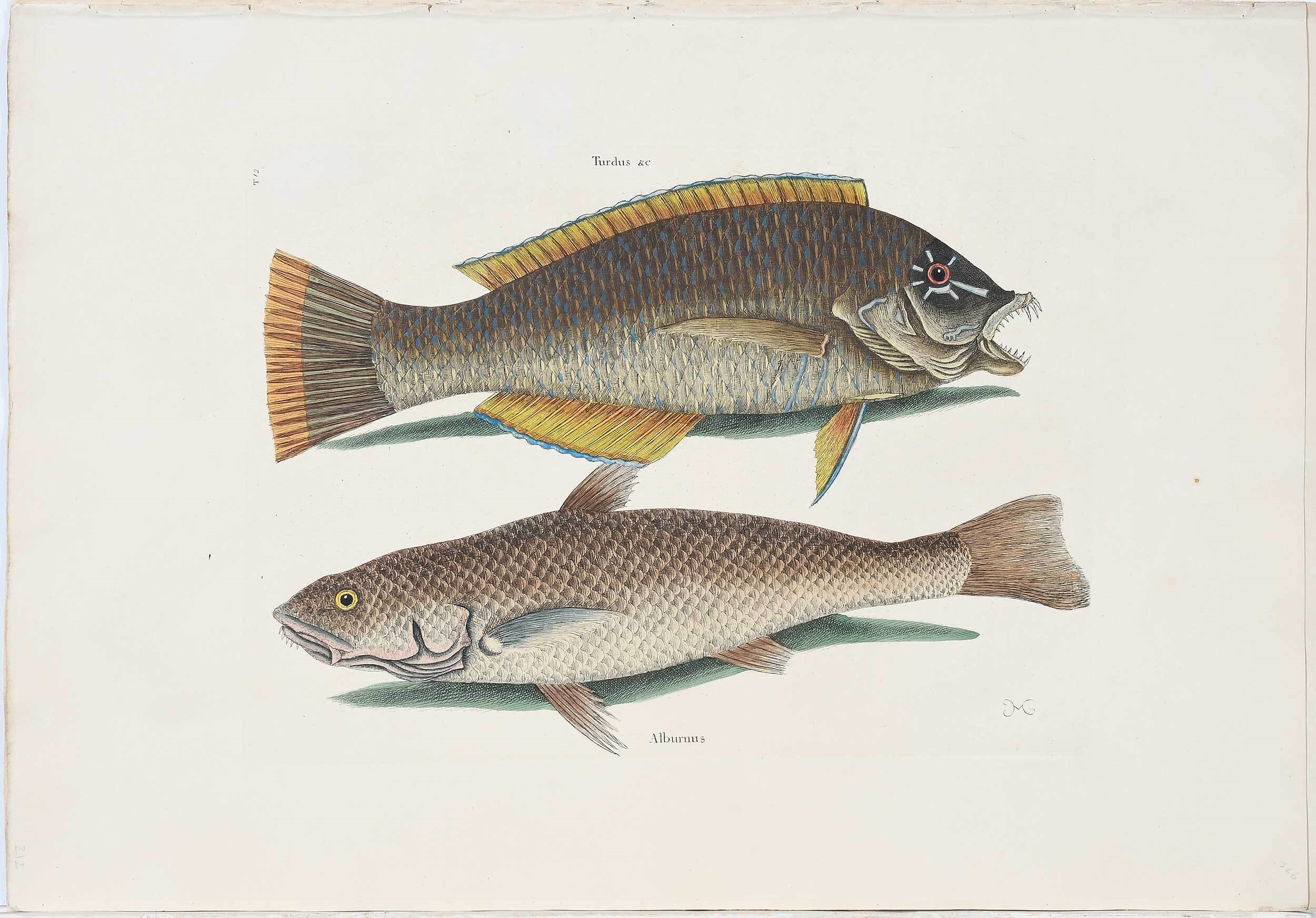 Mark Catesby | EIGHT MARK CATESBY FISH ENGRAVINGS (1812) | MutualArt