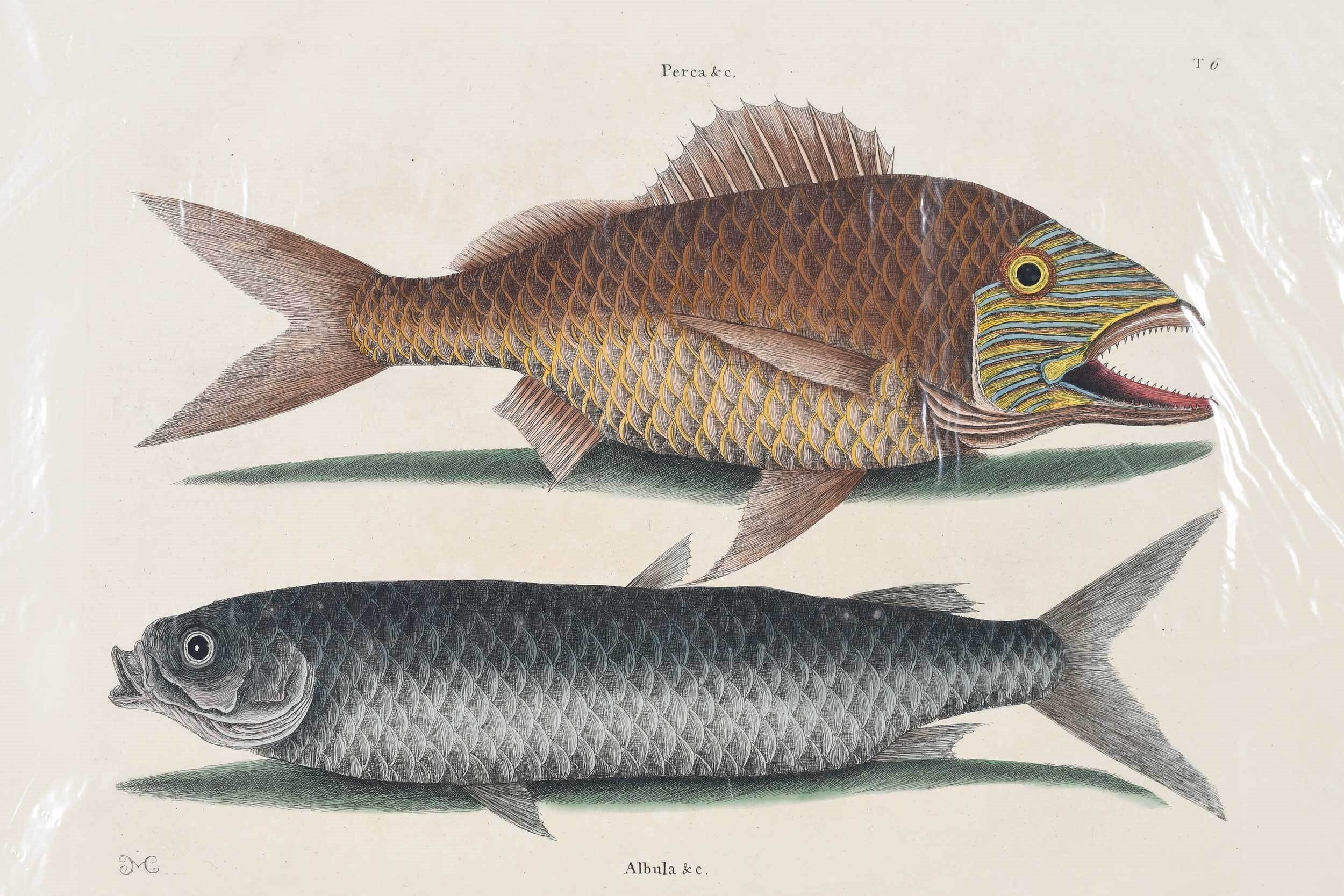 Mark Catesby | EIGHT MARK CATESBY FISH ENGRAVINGS (1812) | MutualArt