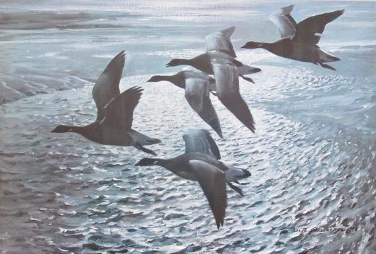 Keith Shackleton | geese and waders | MutualArt