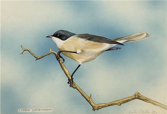 Gordon C. Turton | Lesser Whitethroat | MutualArt
