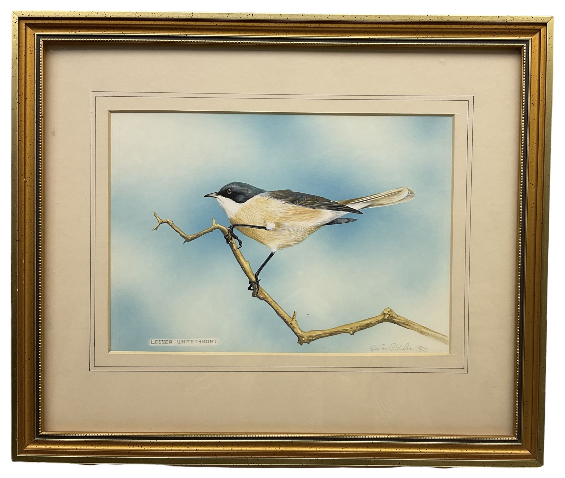 Gordon C. Turton | Lesser Whitethroat | MutualArt