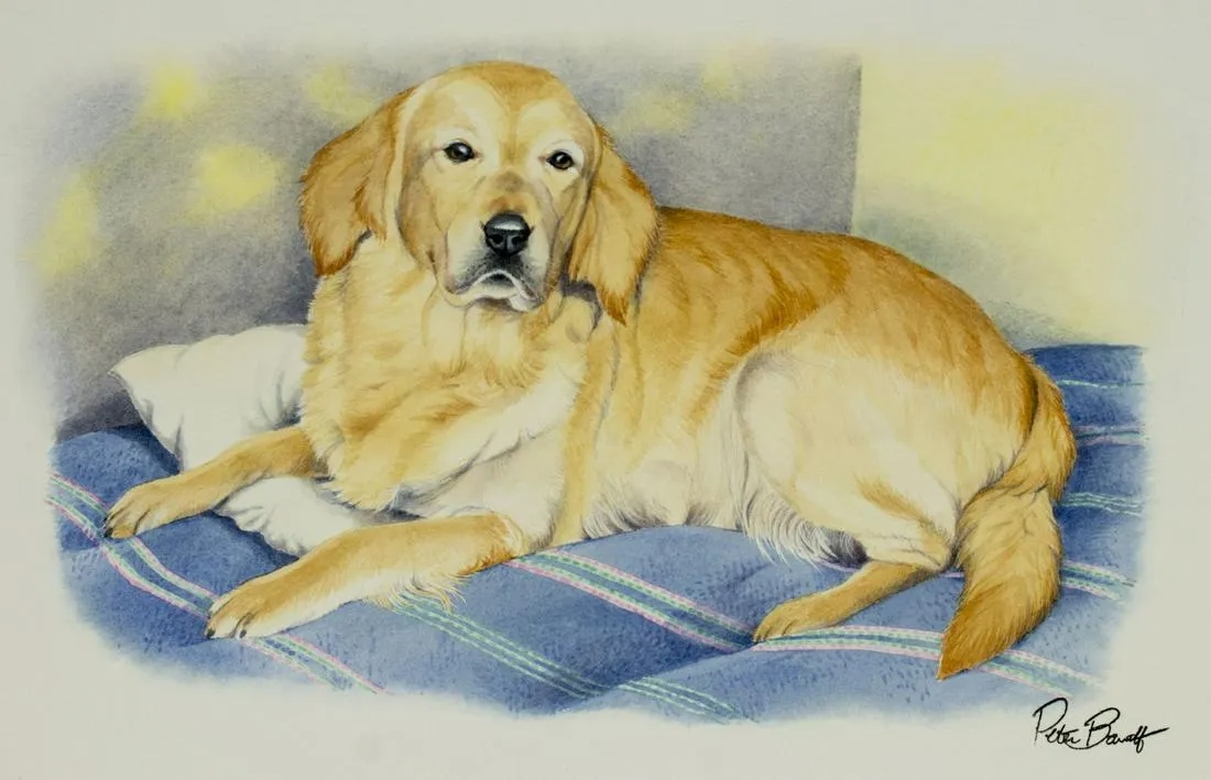 Peter Barrett | Dog Golden Retriever - A Day in the Life of a Puppy ...