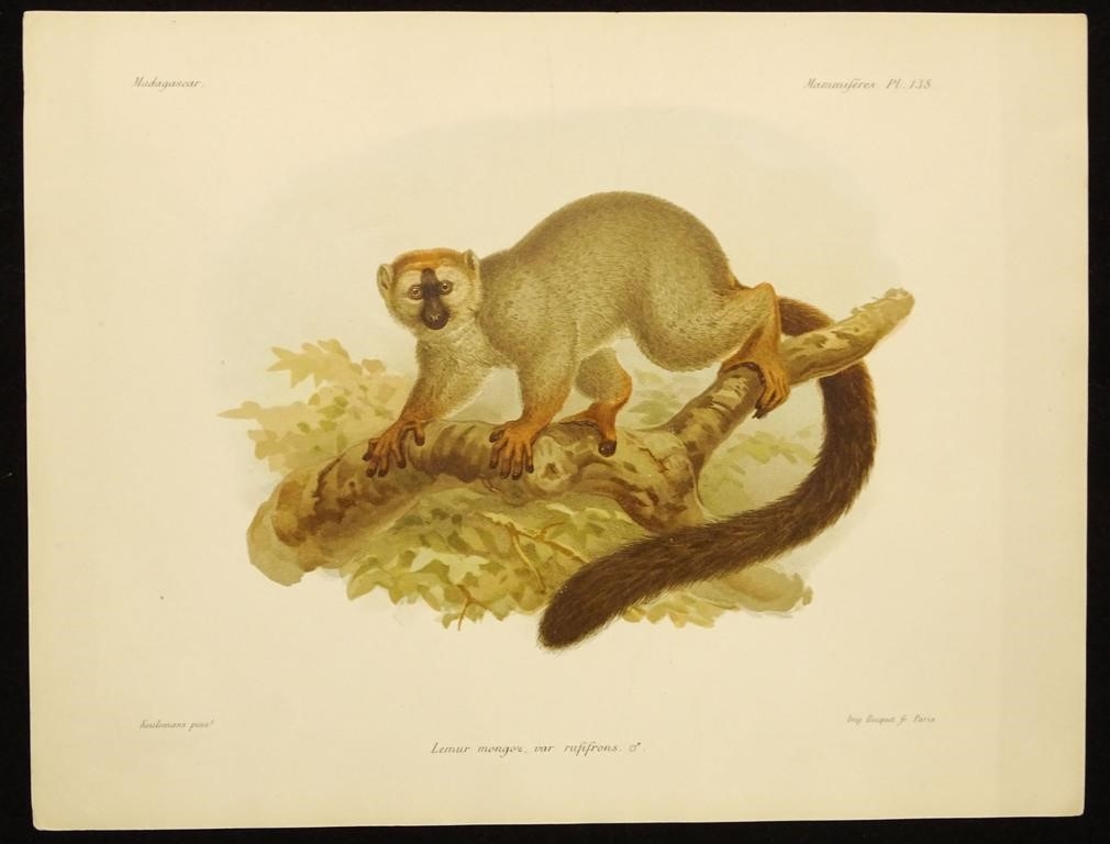 French School, 19th Century | Lemur African Animals | MutualArt
