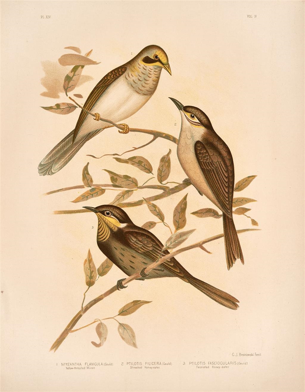 Gracius Joseph Broinowski | Honey Eaters (1890) | MutualArt