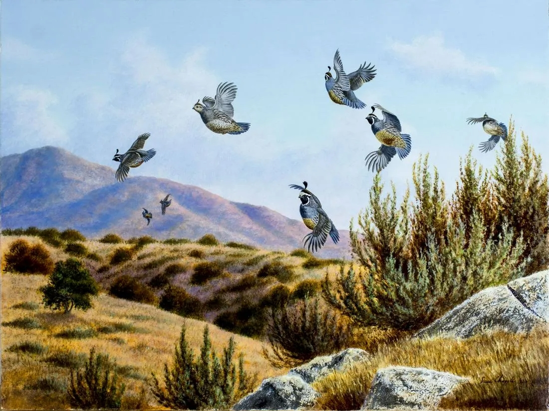 David Chapple | California Quail | MutualArt