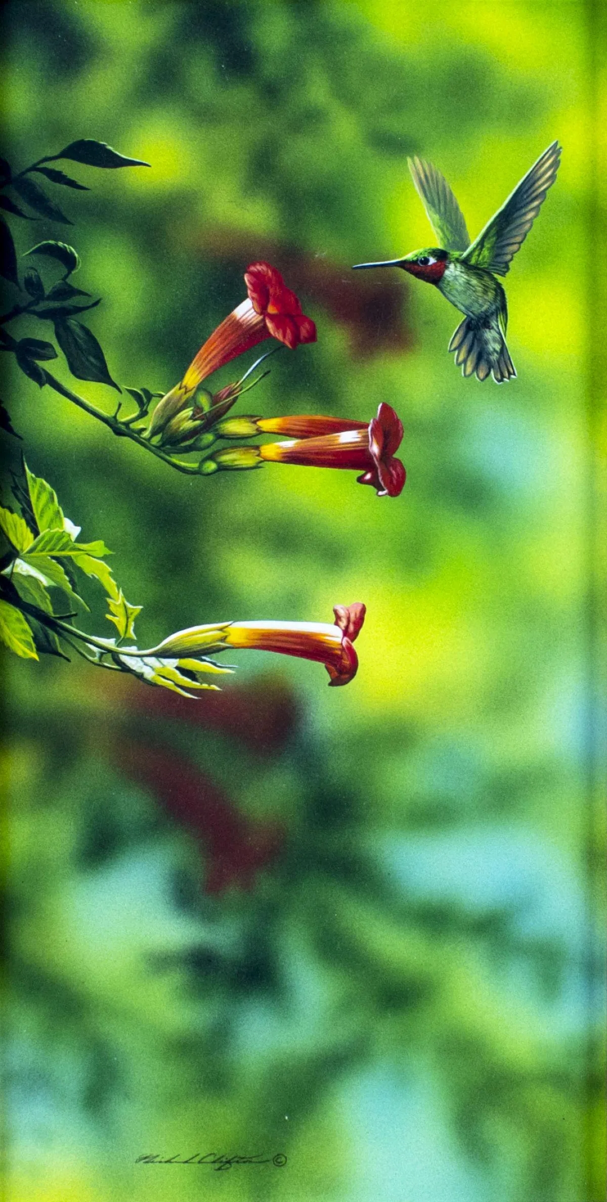 Richard Clifton | Colibri Bird | MutualArt