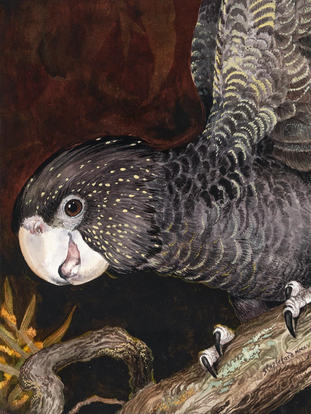 Jane Stapleford | Black Cockatoo (2015) | MutualArt