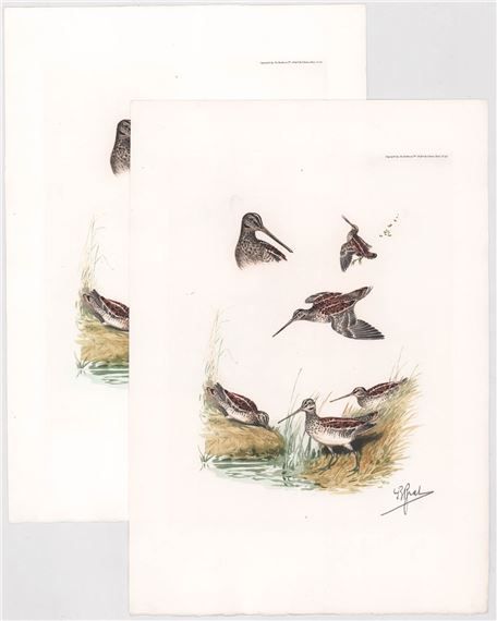 Boris Riab | Birds | MutualArt