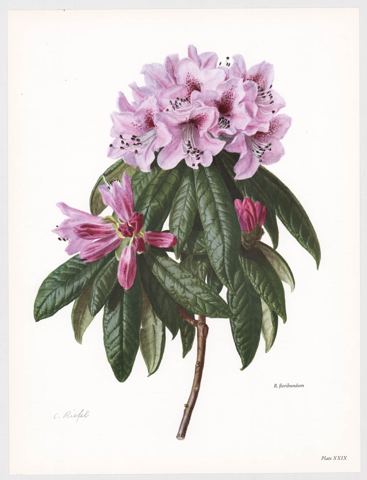 Carlos von Riefel | Floral | MutualArt