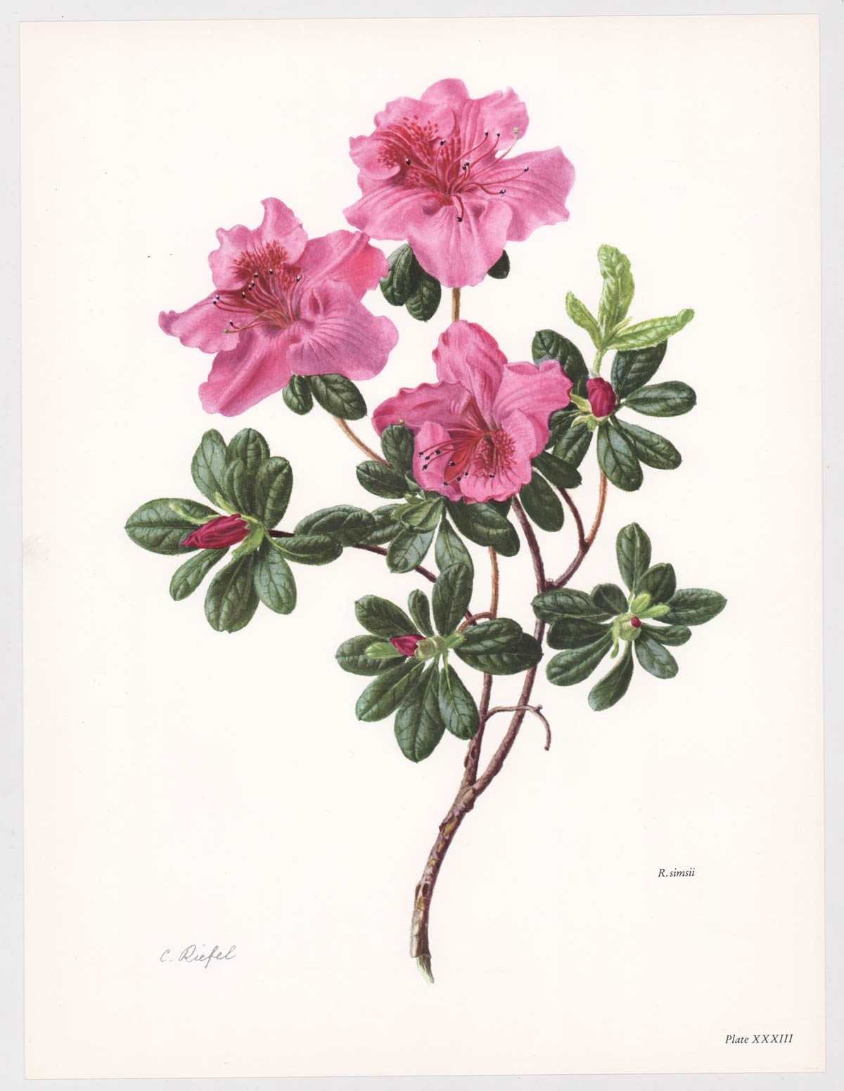 Carlos von Riefel | Floral | MutualArt